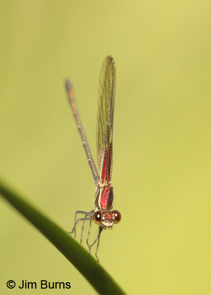 American Rubyspot