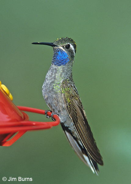 Blue-throated Hummingbird