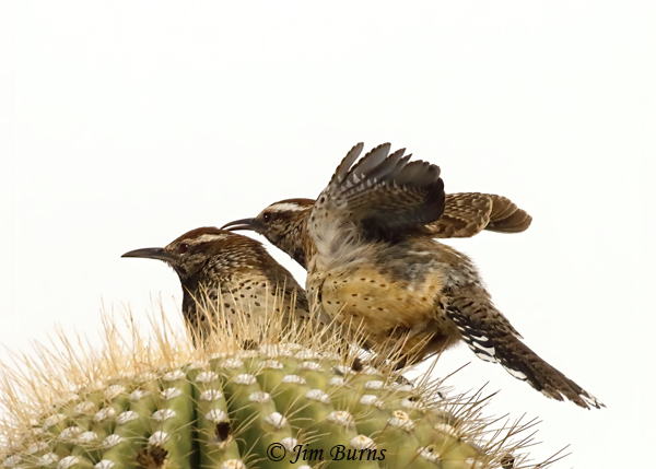 Cactus Wren