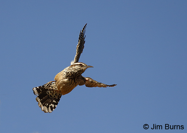 Cactus Wren
