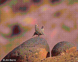 Chukar
