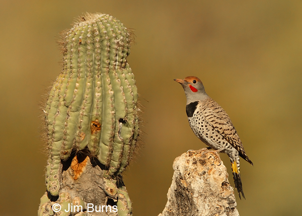 Gilded Flicker