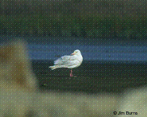 Glaucous Gull
