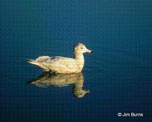 Glaucous Gull