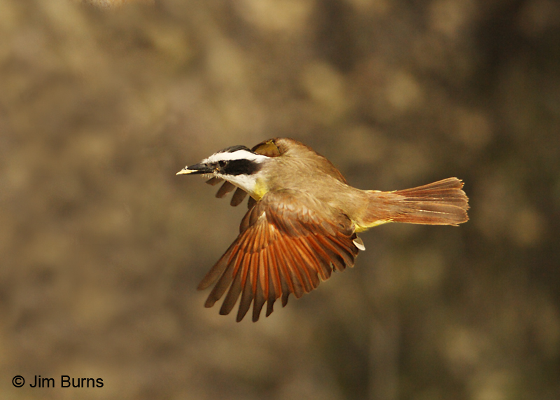 Great Kiskadee in flight