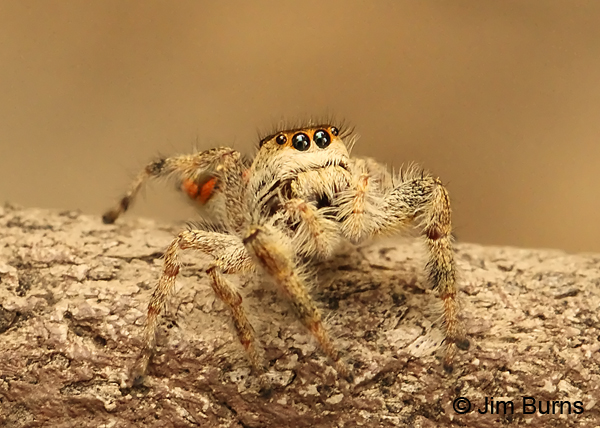 Emerald Jumping Spider