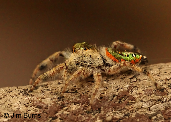 Emerald Jumping Spider