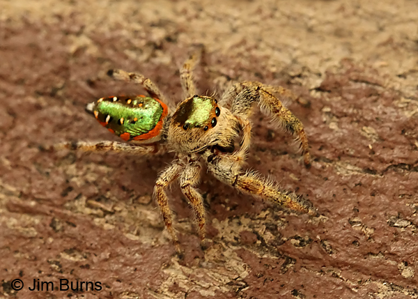 Emerald Jumping Spider