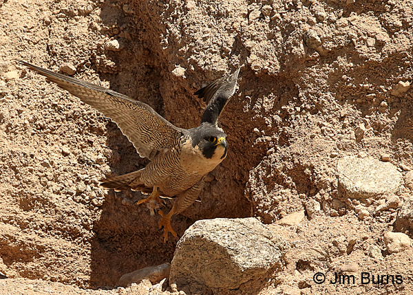 Peregrine Falcon