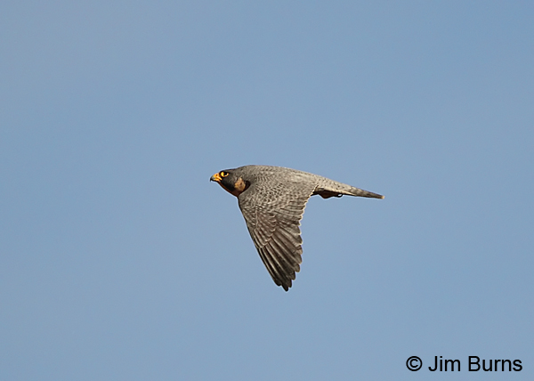 Peregrine Falcon