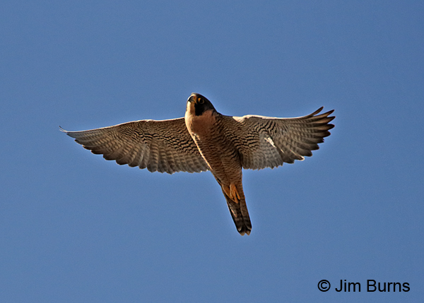 Peregrine Falcon