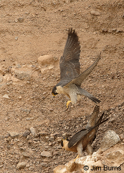 Peregrine Falcon