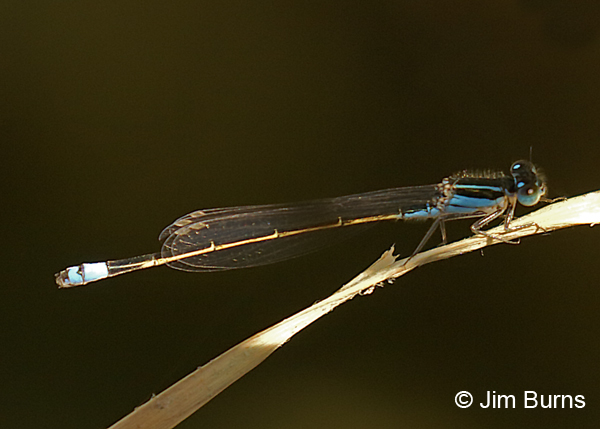 Rambur's Forktail