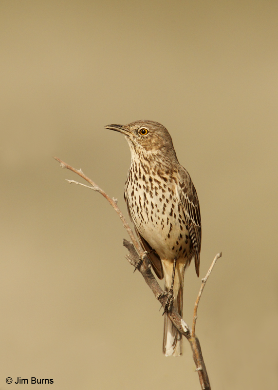 Sage Thrasher on branch