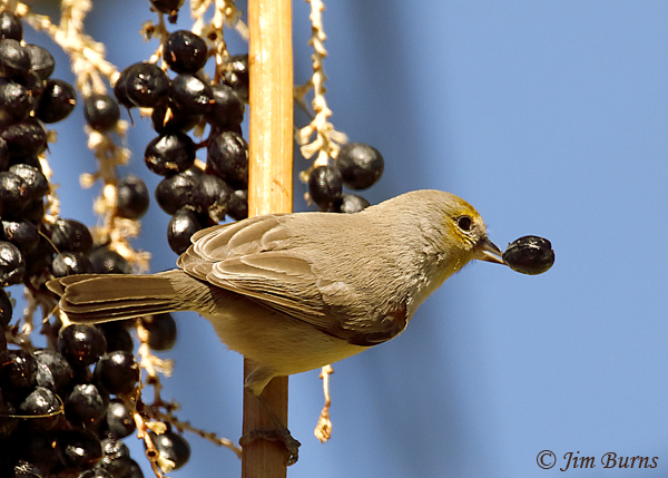 Verdin