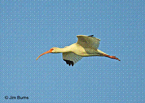 White Ibis
