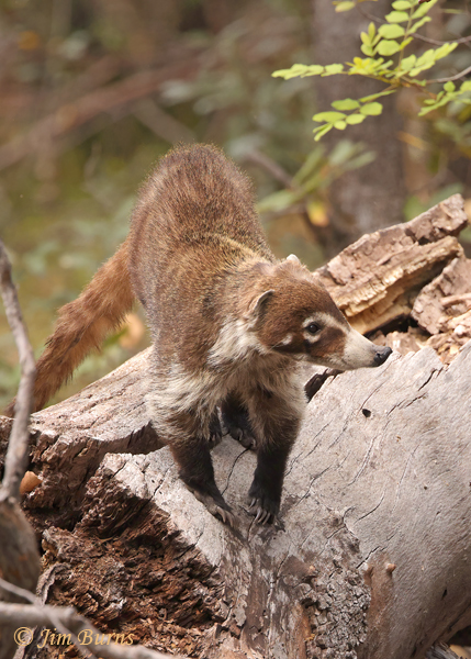White-nosed Coatimundi