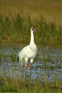 Whooping Crane