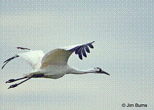 Whooping Crane